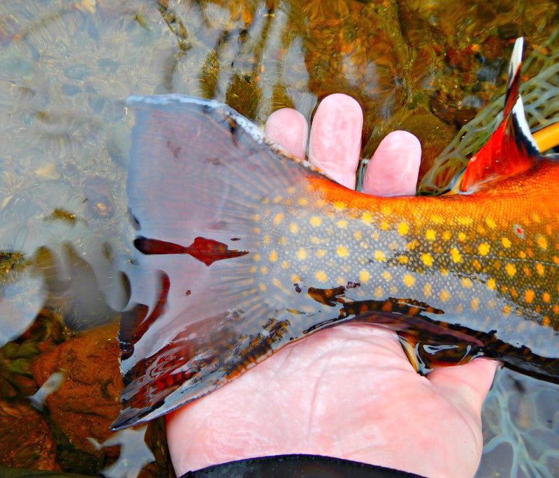 UPDATE: Maine Fishing Bill - Biodegradable Hooks & Lures For Freshwate ...