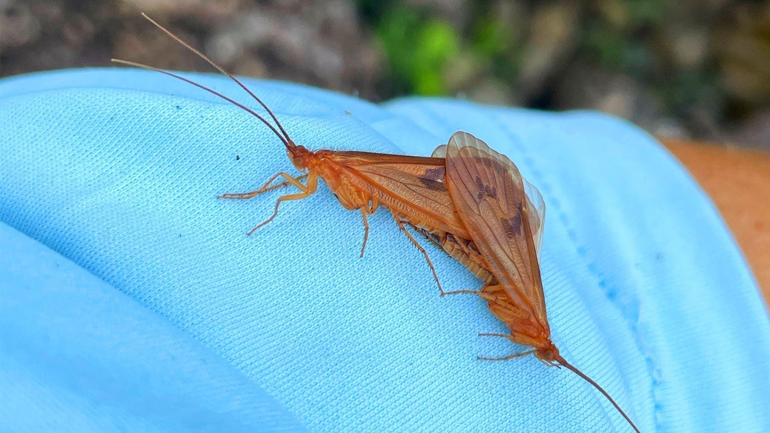 The Top October Caddis Flies for Fall Fly Fishing – ALL POINTS FLY SHOP ...